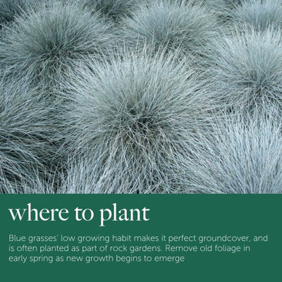 3 x Festuca Intense Blue Plants in 10.5cm Pots - Outdoor Evergreen ...