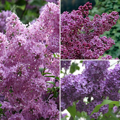 3 x Fragrant French Lilac Shrub Bushes Collection Pack of 3 Established ...