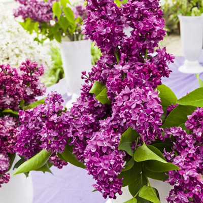 3 x Fragrant French Lilac Shrub Bushes Collection Pack of 3 Established ...