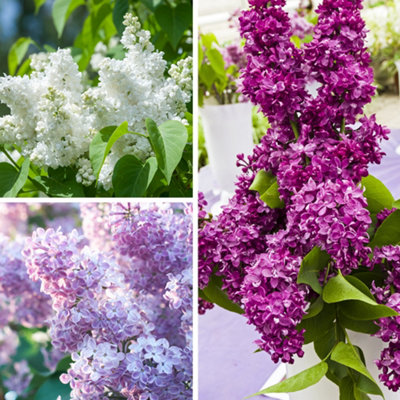 3 x Fragrant French Lilac Shrub Bushes Collection Pack of 3 Established ...