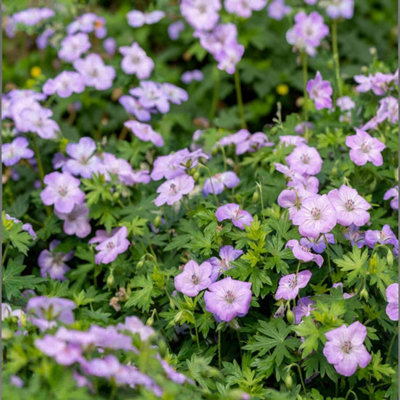 3 x Geranium Horizon Violet Plants in 9cm Pots - Vibrant Pelargonium ...