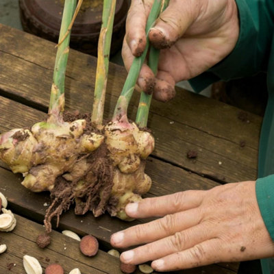 3 x Ginger Bare Roots for Planting - Easy to Grow Zingiber officinale ...