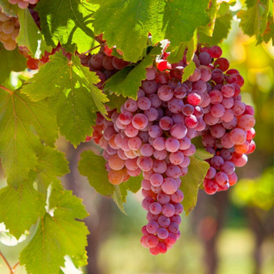 3 x Grape Plants 'Suffolk Red' - 25-35cm in Height Ready to Plant - UK ...