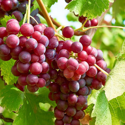 3 x Grape Plants 'Suffolk Red' - 25-35cm in Height Ready to Plant - UK ...