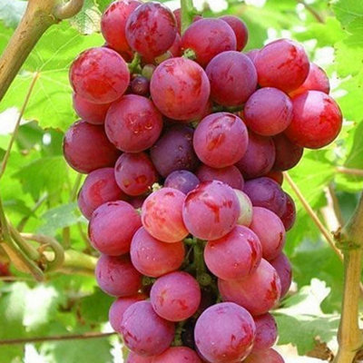 3 x Grape Plants 'Suffolk Red' - 25-35cm in Height Ready to Plant - UK ...