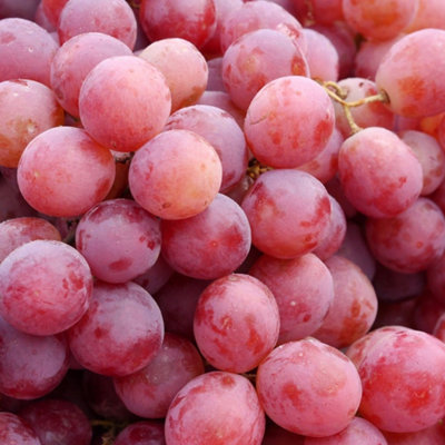 3 x Grape Plants 'Suffolk Red' - 25-35cm in Height Ready to Plant - UK ...