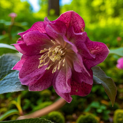 3 x Helleborus Double Ellen Red Bare Root - Rich Double-Petalled ...