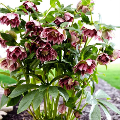 3 x Helleborus Double Ellen Red Bare Root - Rich Double-Petalled ...