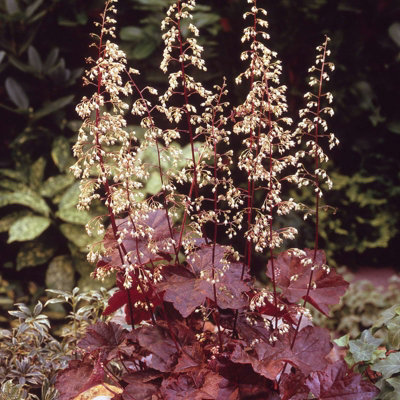 3 x Heuchera villosa Palace Purple in 1L Pots - Coral Bells - Semi ...