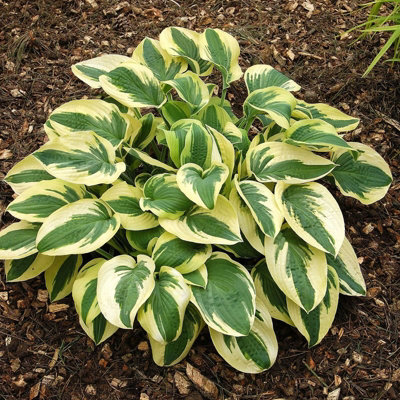 3 x Hosta Plant Collection in 9cm Pots - Herbaceous Perennials - Selection of Different Coloured ...