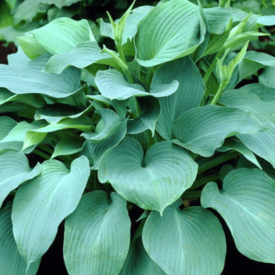 3 x Hosta Plant Collection in 9cm Pots - Herbaceous Perennials - Selection of Different Coloured ...