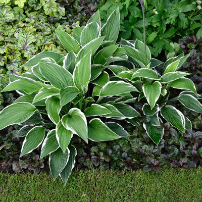 3 x Hosta Plant Collection in 9cm Pots - Herbaceous Perennials - Selection of Different Coloured ...