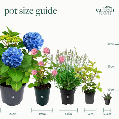 3 x Hosta Plant Collection in 9cm Pots - Herbaceous Perennials - Selection of Different Coloured ...