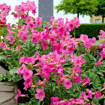 3 x Incarvillea delavayi I. Jarig Bare Root - Exotic Pink Hardy Summer ...