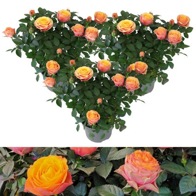 3 x Indoor Rose Firebird - Real Mini Potted Plant in 10.5cm Pot ...