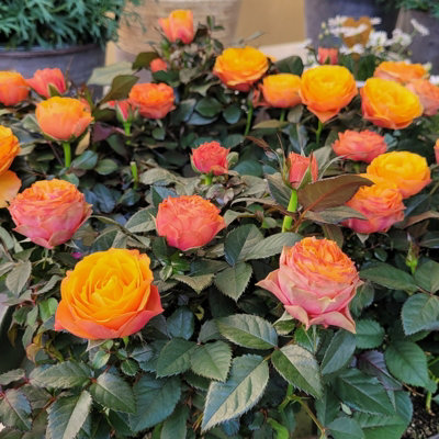 3 X INDOOR ROSE FIREBIRD - REAL MINI POTTED PLANT IN 10.5CM POT ...