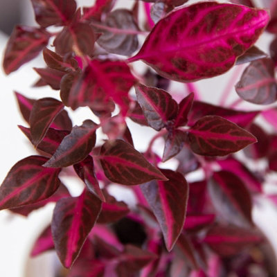 3 x Iresine Bloodleaf Purple Mini Indoor Plant in 6cm Pots - Purple ...