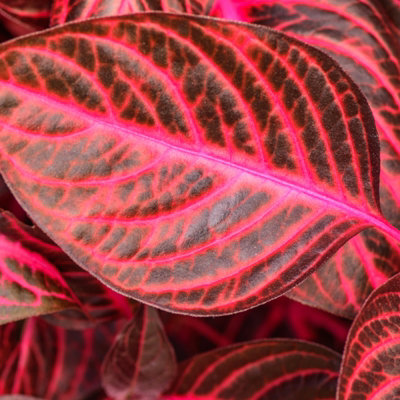 3 x Iresine Bloodleaf Purple Mini Indoor Plant in 6cm Pots - Purple ...