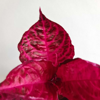 3 x Iresine Bloodleaf Purple Mini Indoor Plant in 6cm Pots - Purple ...
