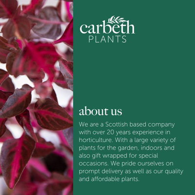 3 x Iresine Bloodleaf Purple Mini Indoor Plant in 6cm Pots - Purple ...