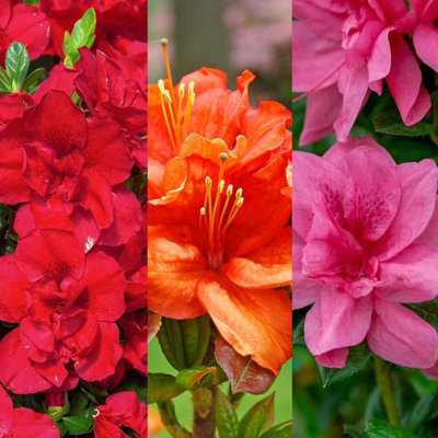 3 x Japanese Azalea Plants - Mixed Unusual Varieties - Evergreen Shrubs