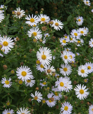 3 x Kalimeris incisa Alba - White Japanese Aster in 9cm pots