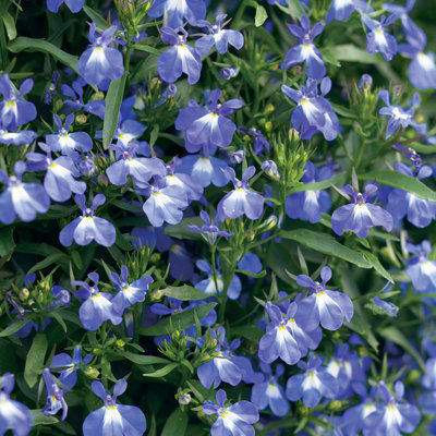 3 x Lobelia Blue White Eye - Semi-Trailing Variety in 9cm Pots - Ideal ...