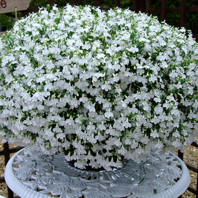 3 x Lobelia White - Semi-Trailing Variety in 9cm Pots - Ideal for ...