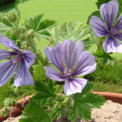 3 x Malva Primley Blue Bare Root - Common Mallow Hardy Blue Easy to ...