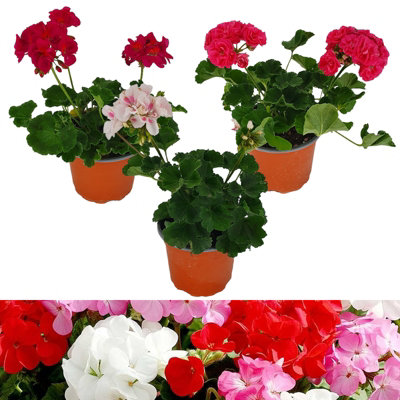 3 x Mixed Geranium Plants in 13cm Pots - Mixed Colour Summer Flowering ...