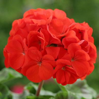 3 x Mixed Geranium Plants in 13cm Pots - Mixed Colour Summer Flowering ...