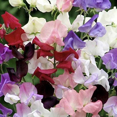 3 x Mixed Sweet Pea Plants in 9cm Pots - (Not Seeds) Several Plants in ...