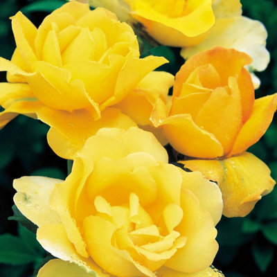 3 x Mountbatten A Graded Bare Root Rose - Hardy & Repeat Flowering Rose ...