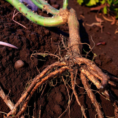 3 x Mountbatten A Graded Bare Root Rose - Hardy & Repeat Flowering Rose ...