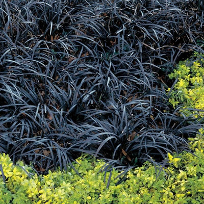 3 x Ophiopogon Black Dragon Grass in 13cm Pot - Evergreen Perennial