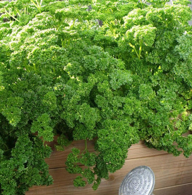 3 x Parsley Moss Curled Herb Plants in 9cm Pots - Edible Plants for ...