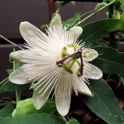 3 x Passiflora Snow Queen Plant in 9cm Pot - Passion Flower Semi ...