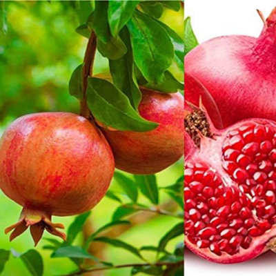 3 x Pomegranate Plants - High Yielding Punica Granatum - Pomegranate Tree