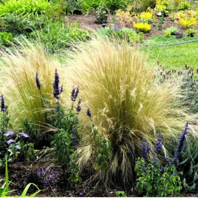 3 x Pony Tails Grass in 10.5cm Pots - Stipa Tenuissima Plant ...