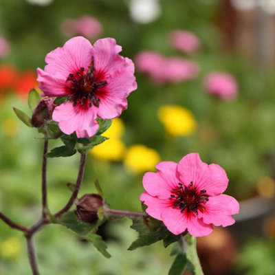 3 x Potentilla Miss Willmott Bare Root - Pollinator Friendly Hardy Pink ...