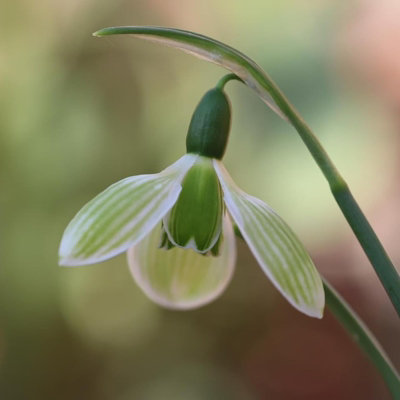 3 x Pots Snowdrops Cultivated Bulbs - Hardy Winter Early Flowering ...