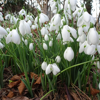 3 x Pots Snowdrops Cultivated Bulbs - Hardy Winter Early Flowering ...