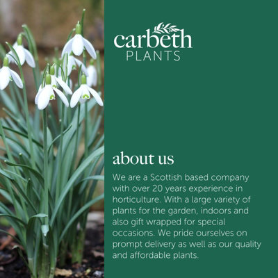 3 x Pots Snowdrops Cultivated Bulbs - Hardy Winter Early Flowering ...