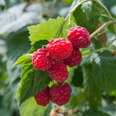 3 x Raspberry Polka Bare Root Cane - Grow Your Own Raspberries - Bare ...