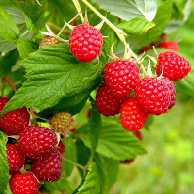 3 x Raspberry Polka Bare Root Canes - Grow Your Own Fresh Raspberries