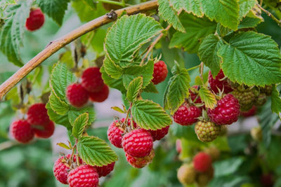 3 x Raspberry Polka Bare Root Canes - Grow Your Own Fresh Raspberries
