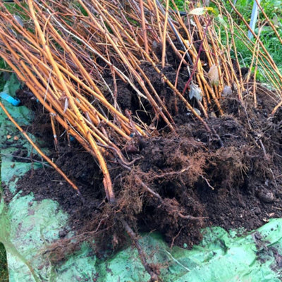 3 x Raspberry Polka Bare Root Canes - Grow Your Own Fresh Raspberries