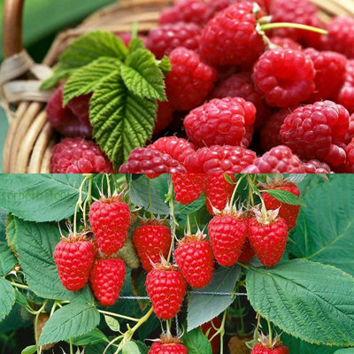 3 x Raspberry Tulameen Bare Root Cane - Grow Your Own Fresh Raspberries ...