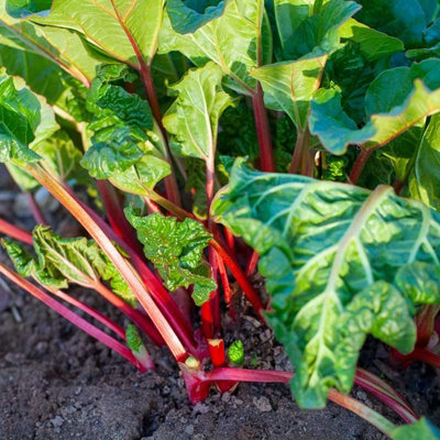 3 x Rhubarb Crown 'Prince Albert' - with FREE Growing Complement