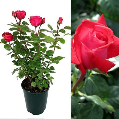 3 x Rose Bush Red Devil - Hybrid Tea Red Rose Bush in a 3L Pot